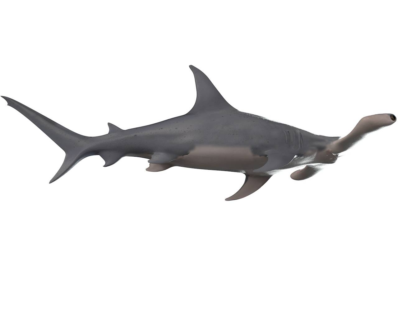 Hammerhead Shark - 3D Model by 3dstudio