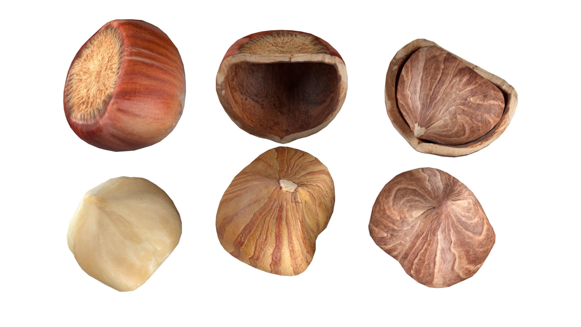 Hazelnut Collection - 3D Model by 3dstudio
