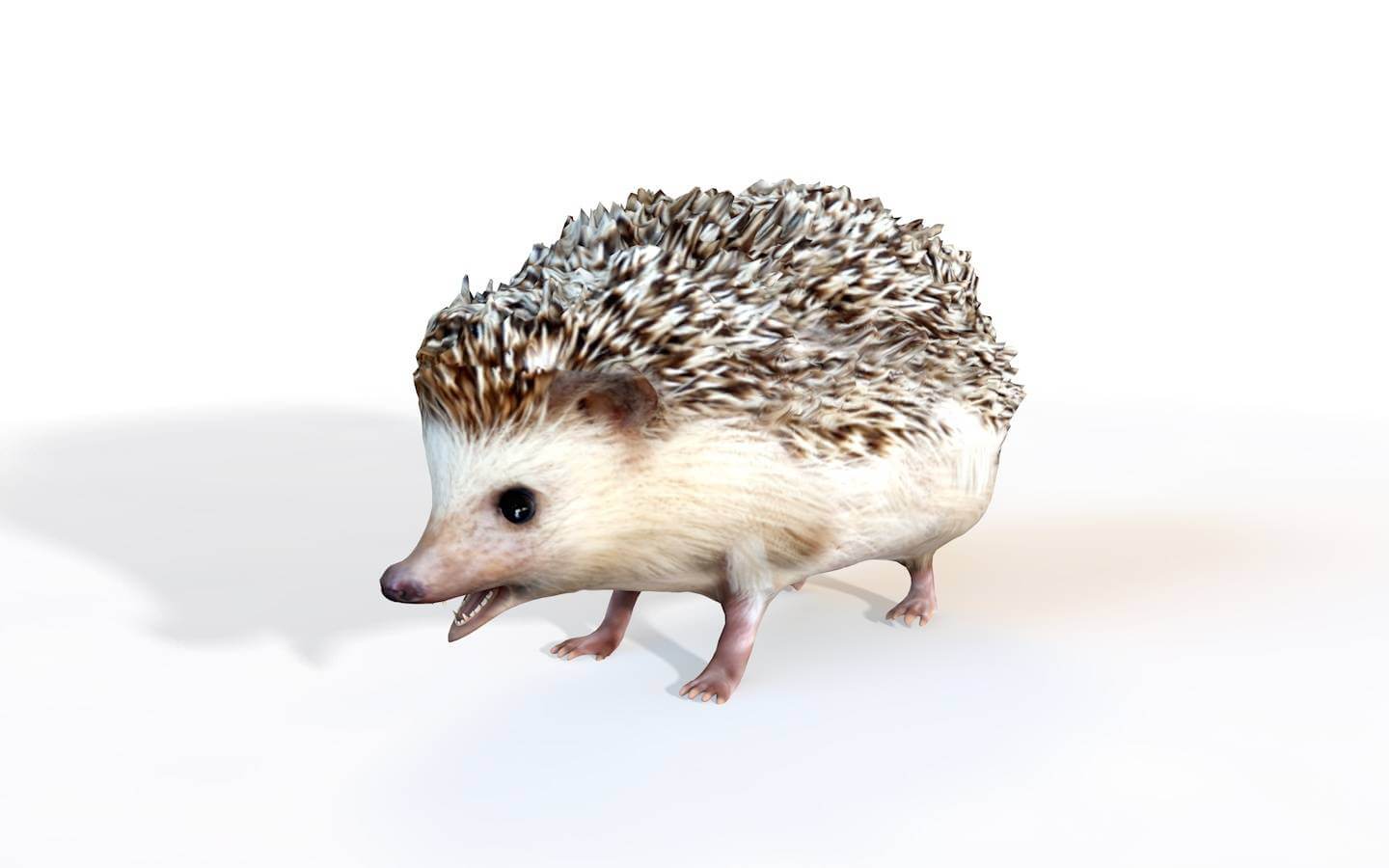 Hedgehog - 3D Model by 3dstudio