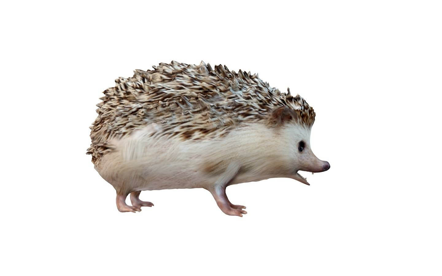 Hedgehog - 3D Model by 3dstudio