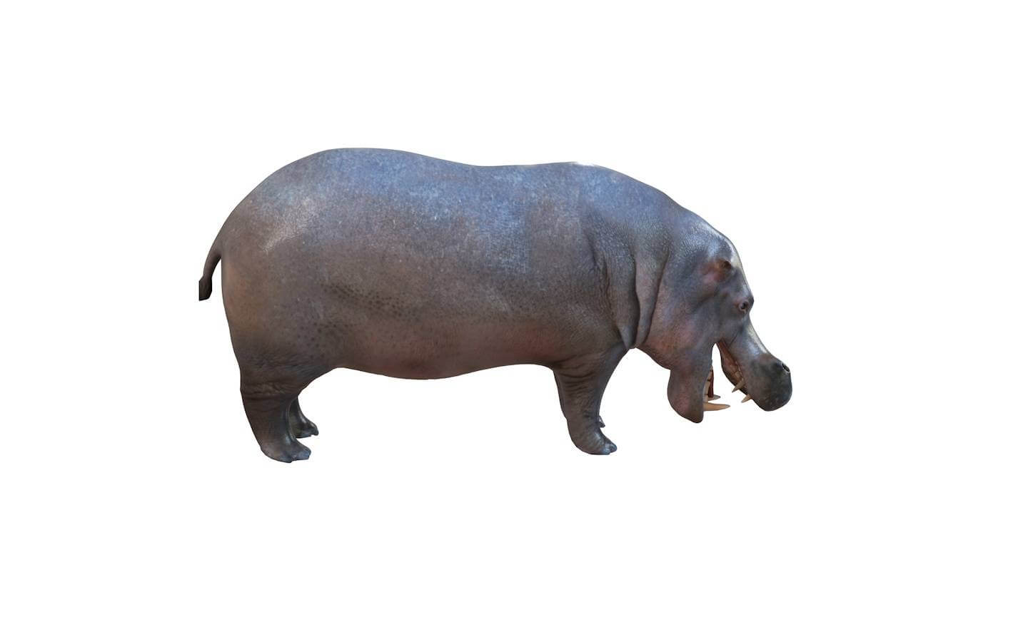 Hippo - 3D Model by 3dstudio