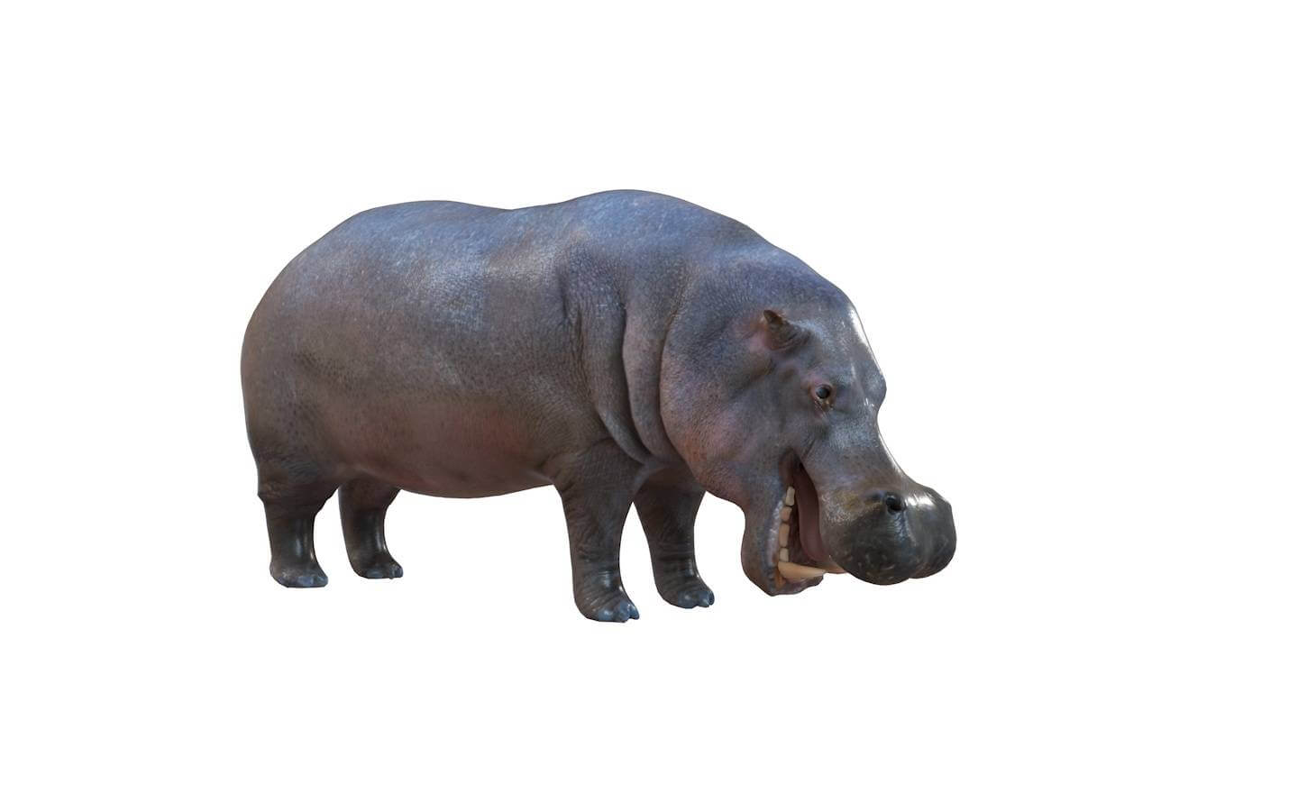 Hippo - 3D Model by 3dstudio