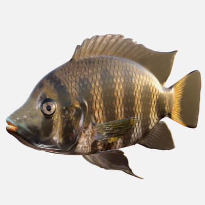 Hornet Tilapia Fish - 3D Model by 3dstudio