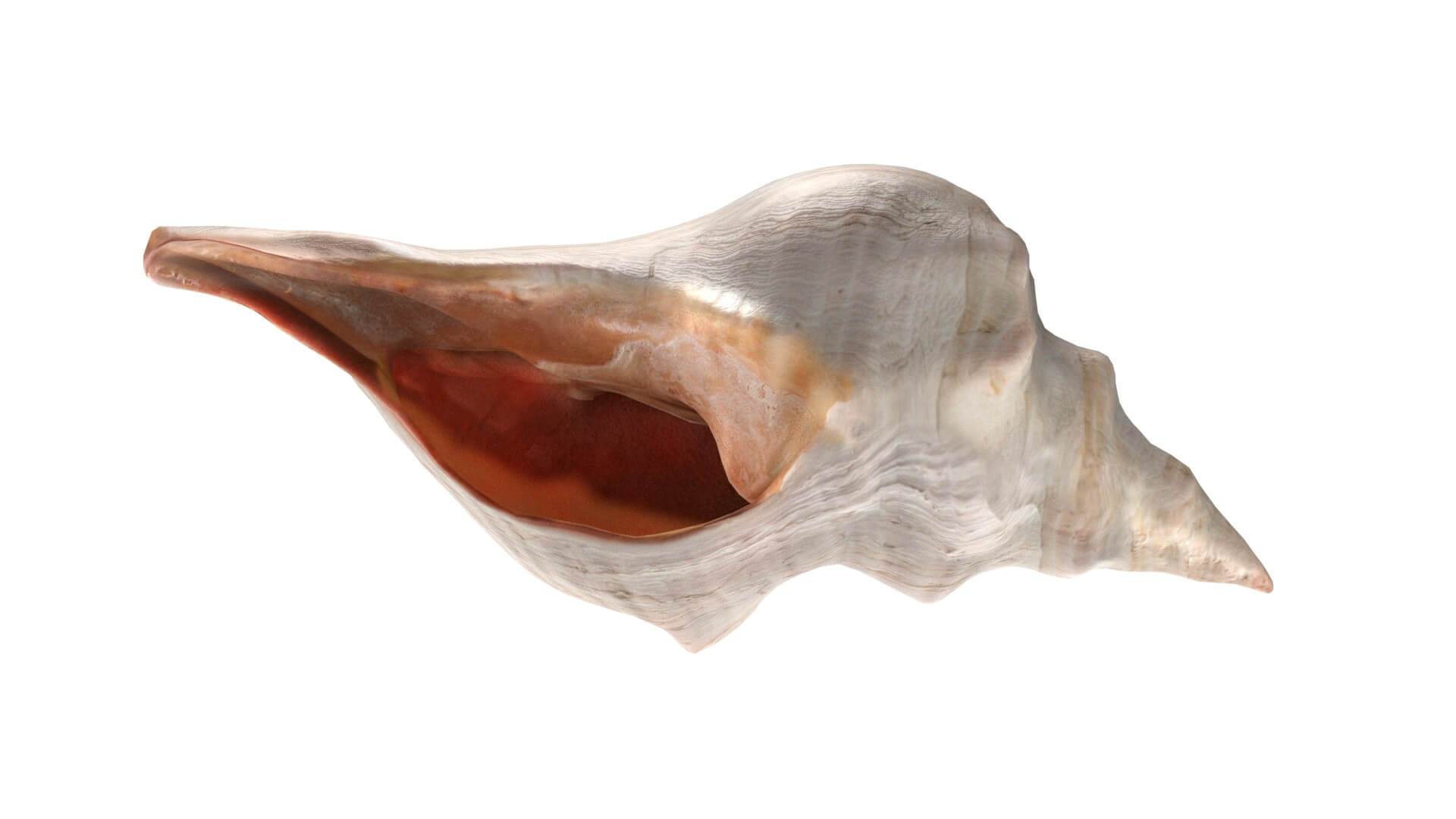 Horse Conch 3d model by 3dstudio
