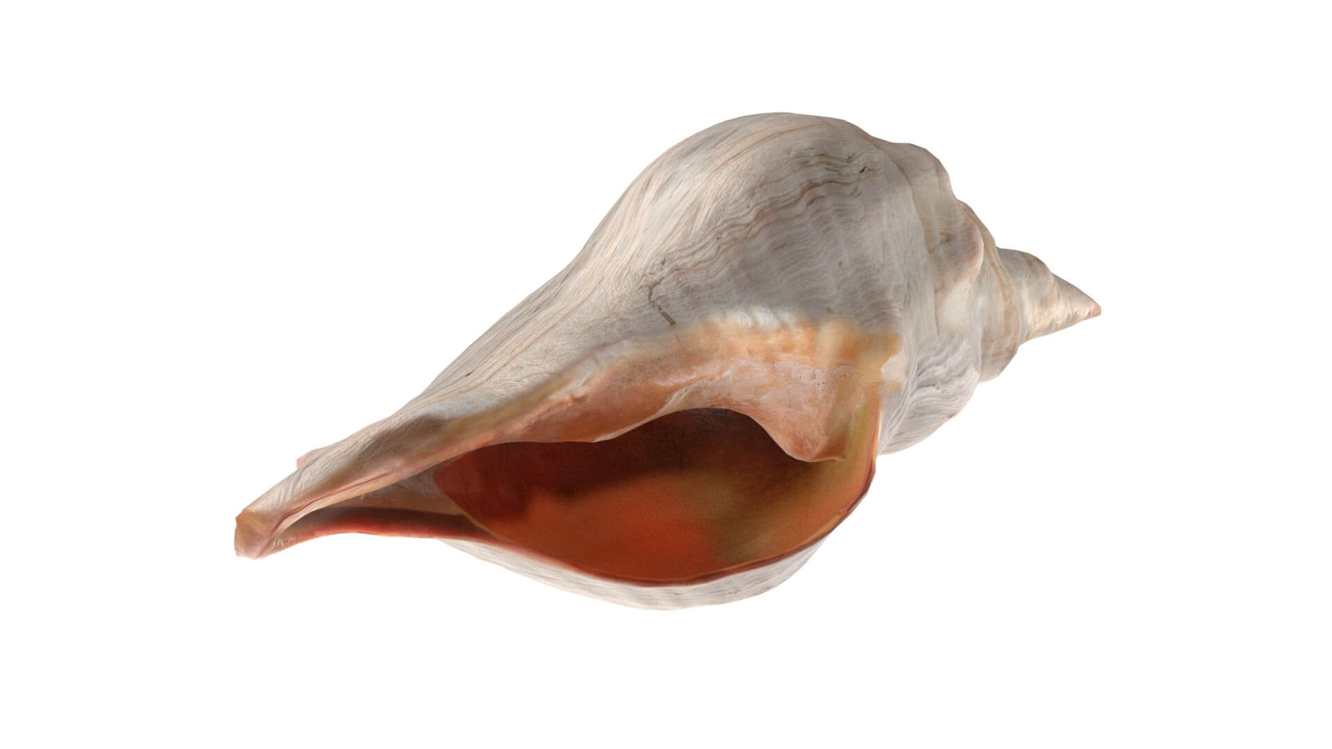 Horse Conch 3d model by 3dstudio