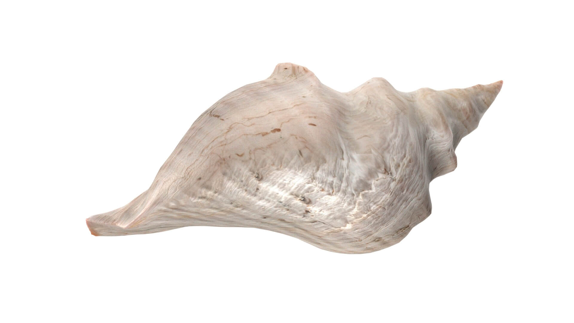 Horse Conch 3d model by 3dstudio