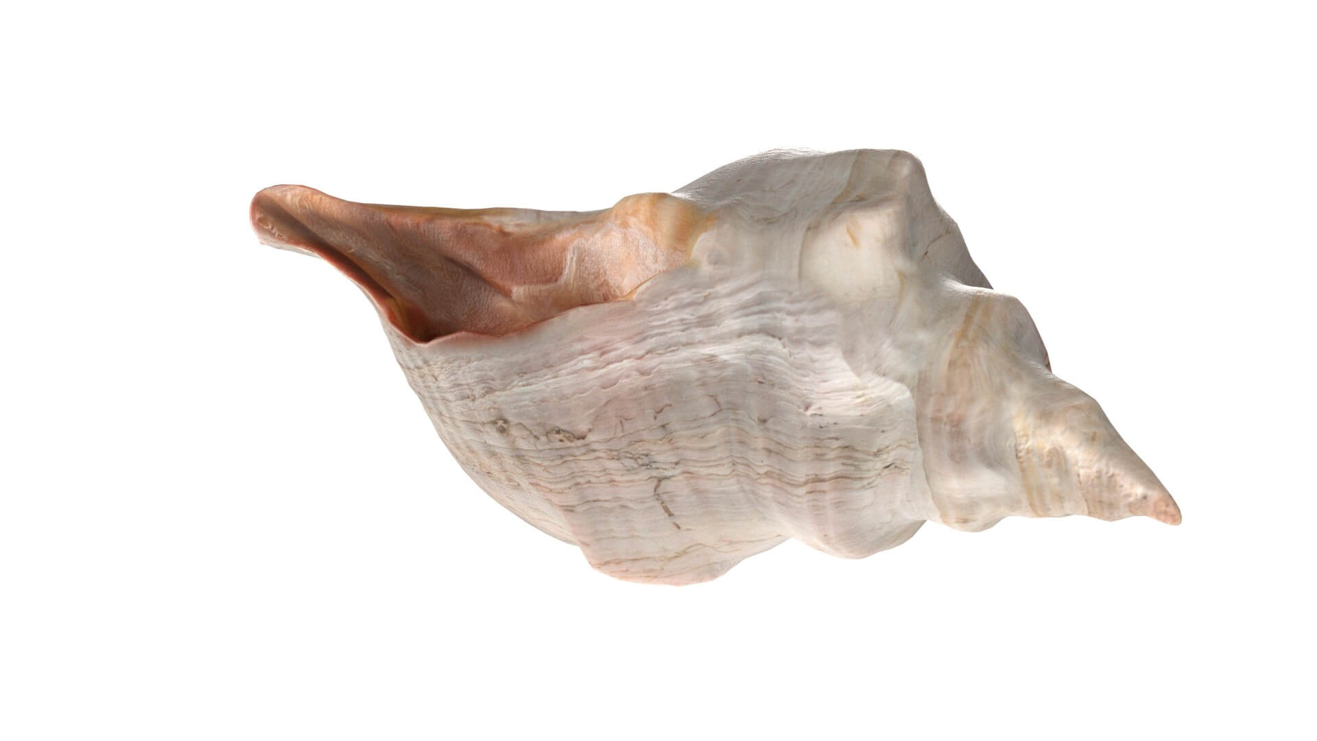 Horse Conch 3d model by 3dstudio