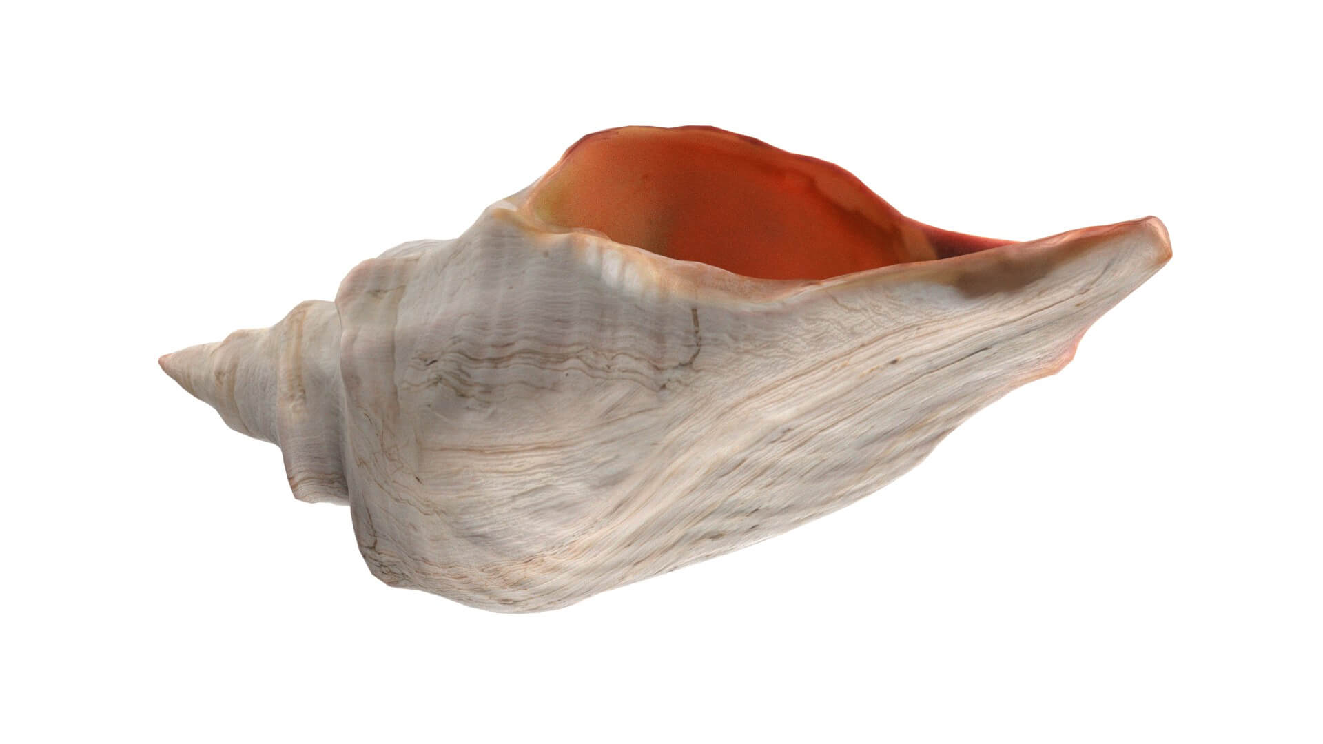 Horse Conch 3d model by 3dstudio