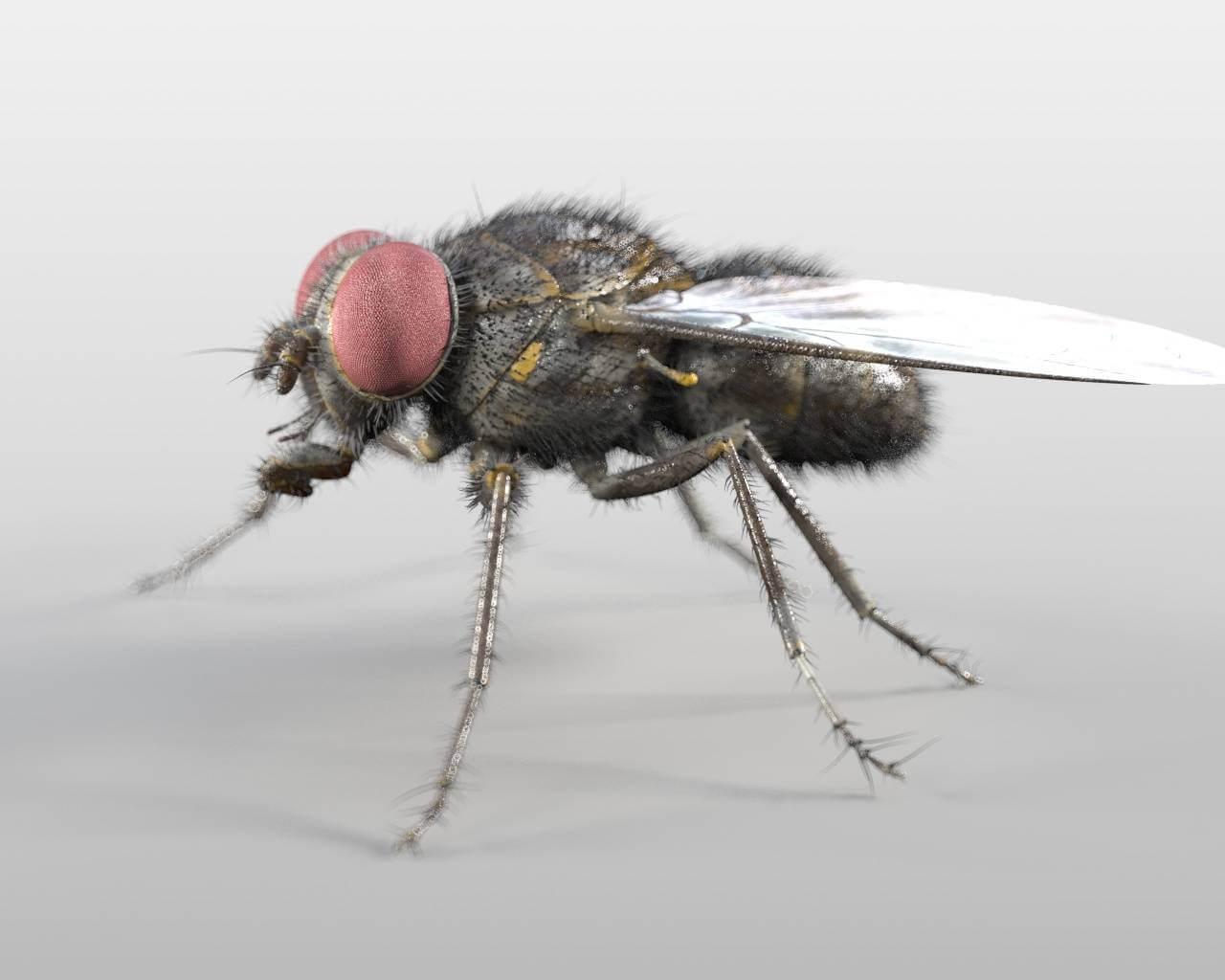 Housefly - 3D Model by 3dstudio