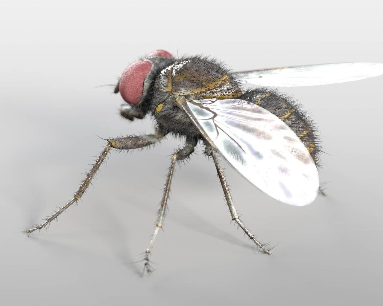 Housefly - 3D Model by 3dstudio