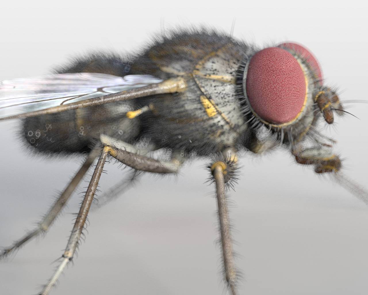 Housefly - 3D Model by 3dstudio