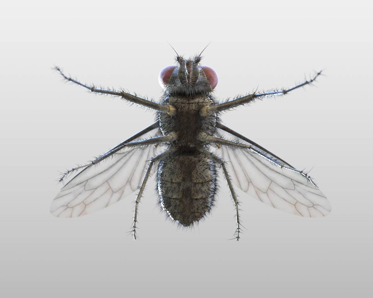 Housefly - 3D Model by 3dstudio