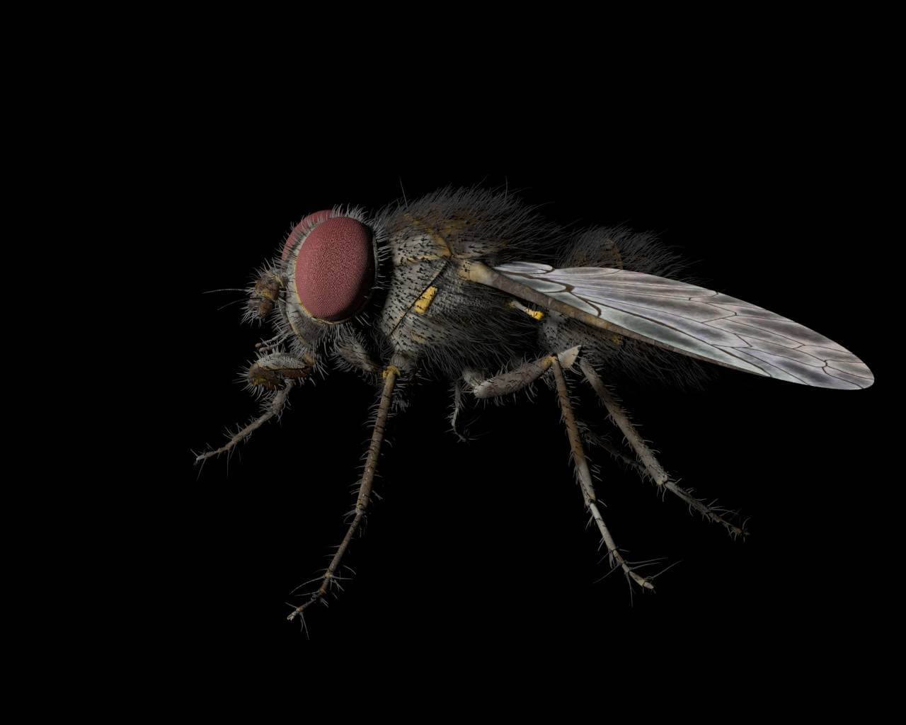 Housefly - 3D Model by 3dstudio