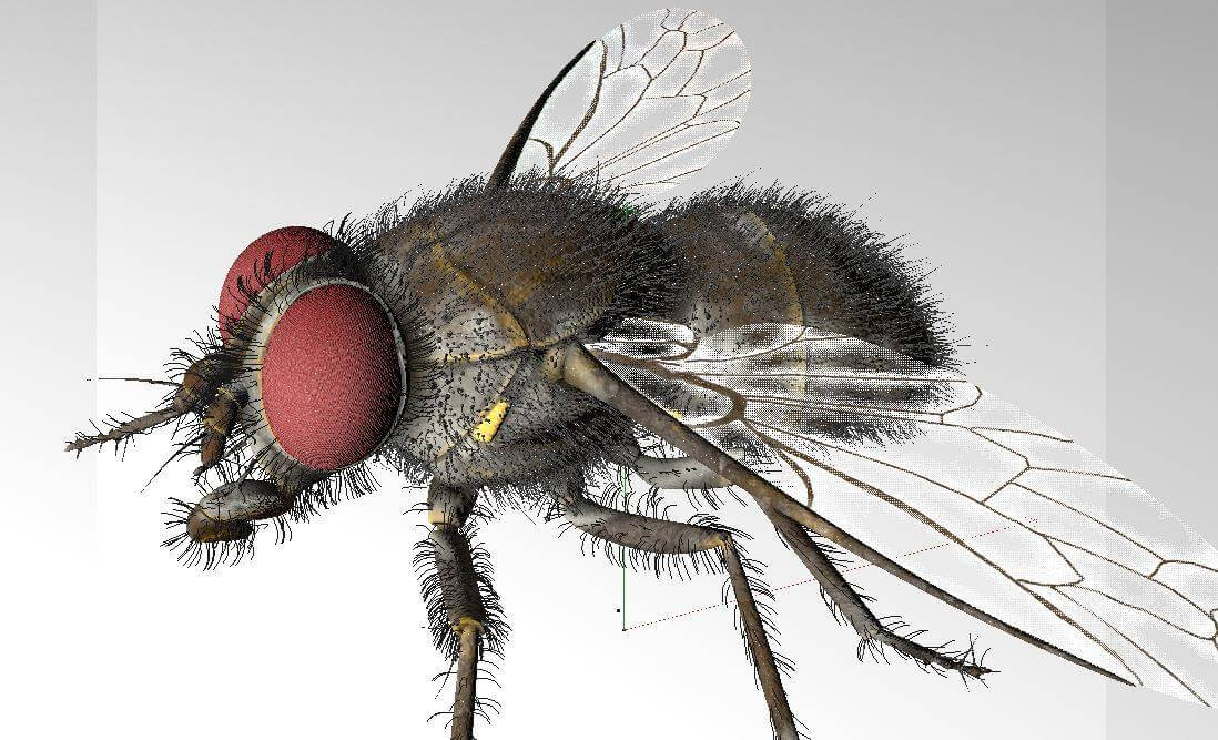 Housefly - 3D Model by 3dstudio
