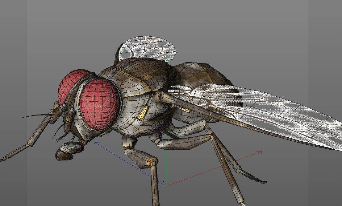 Housefly - 3D Model by 3dstudio