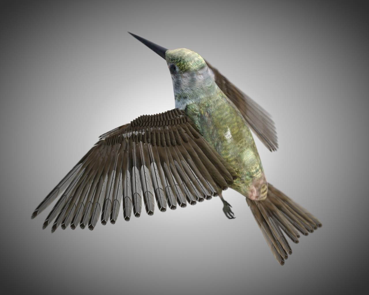 Hummingbird - 3D Model by 3dstudio