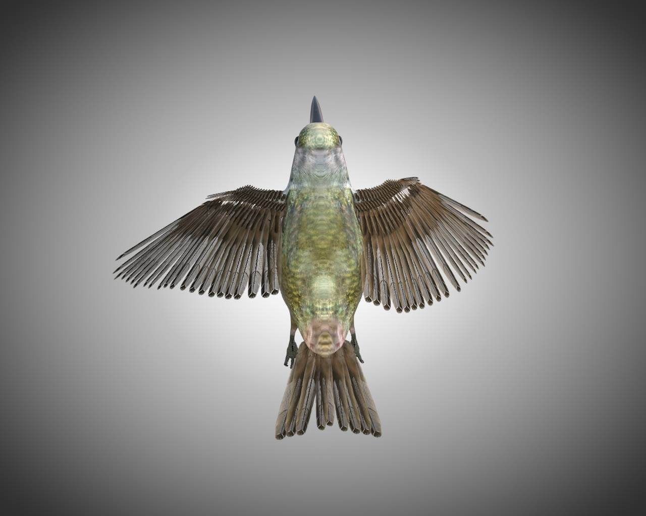 Hummingbird - 3D Model by 3dstudio