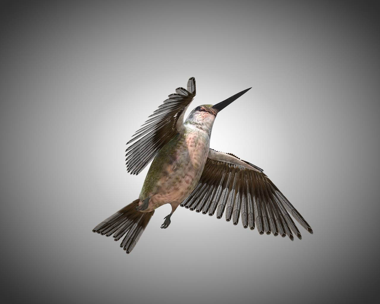 Hummingbird - 3D Model by 3dstudio