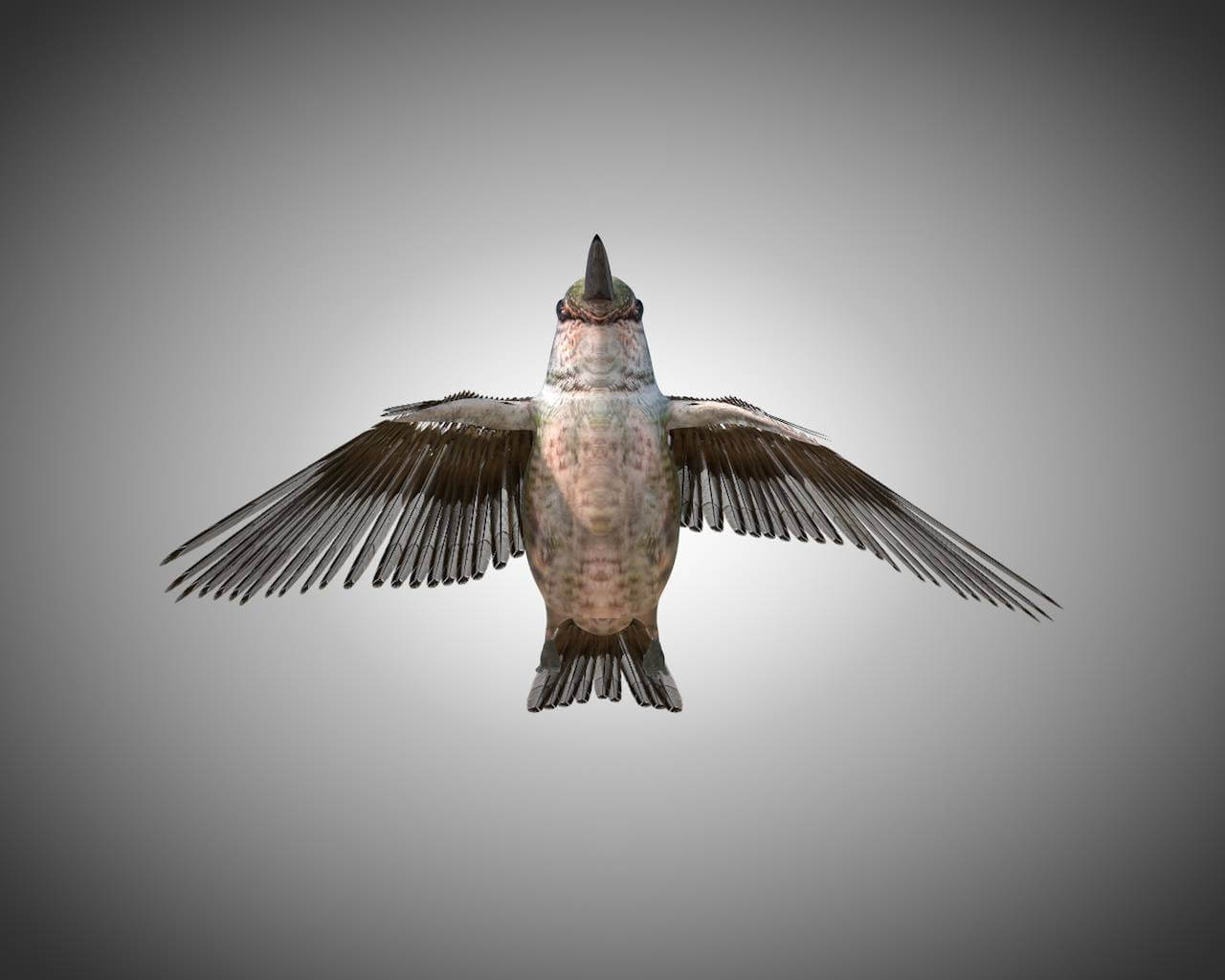 Hummingbird - 3D Model by 3dstudio