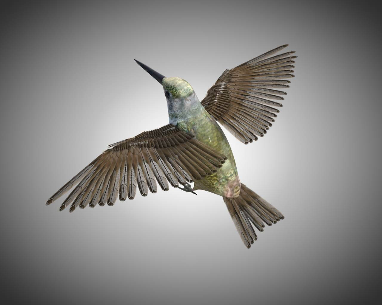 Hummingbird - 3D Model by 3dstudio