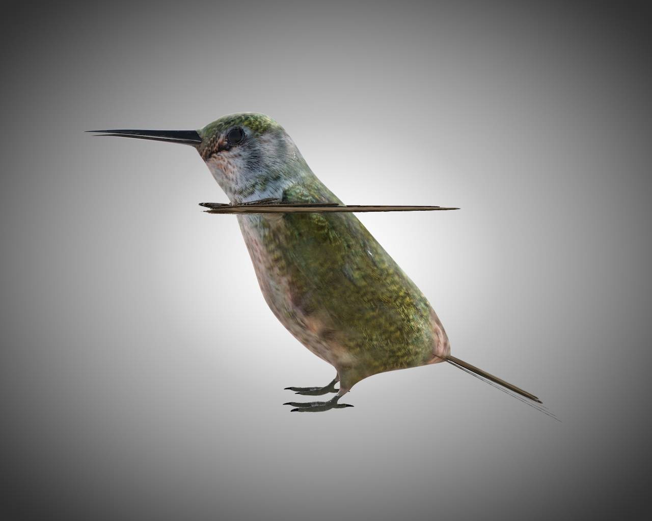Hummingbird - 3D Model by 3dstudio