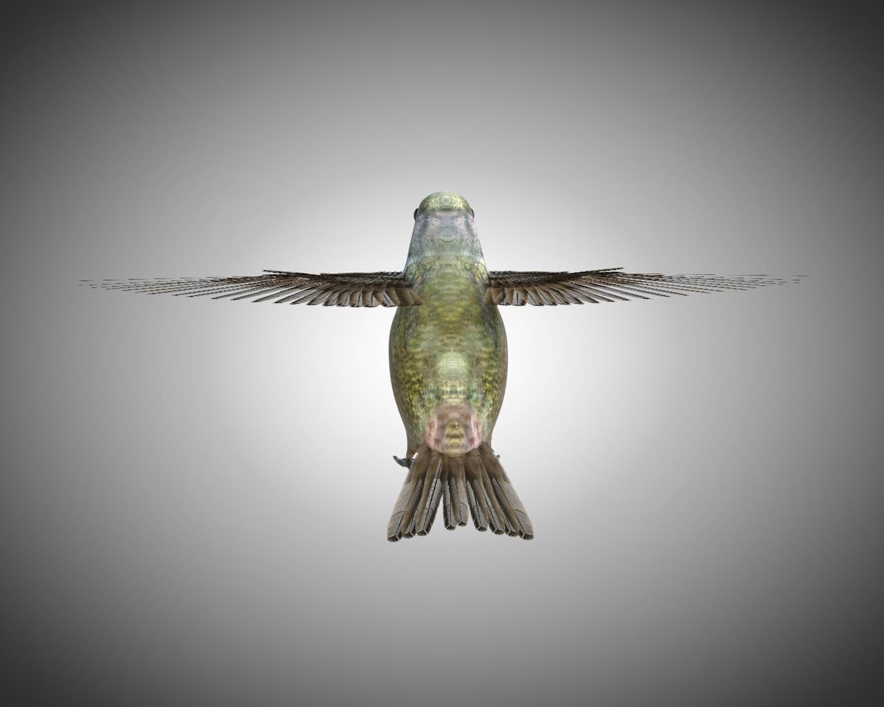 Hummingbird - 3D Model by 3dstudio