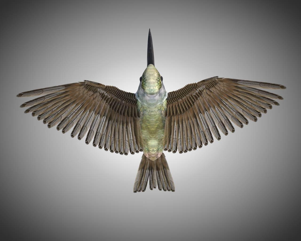 Hummingbird - 3D Model by 3dstudio