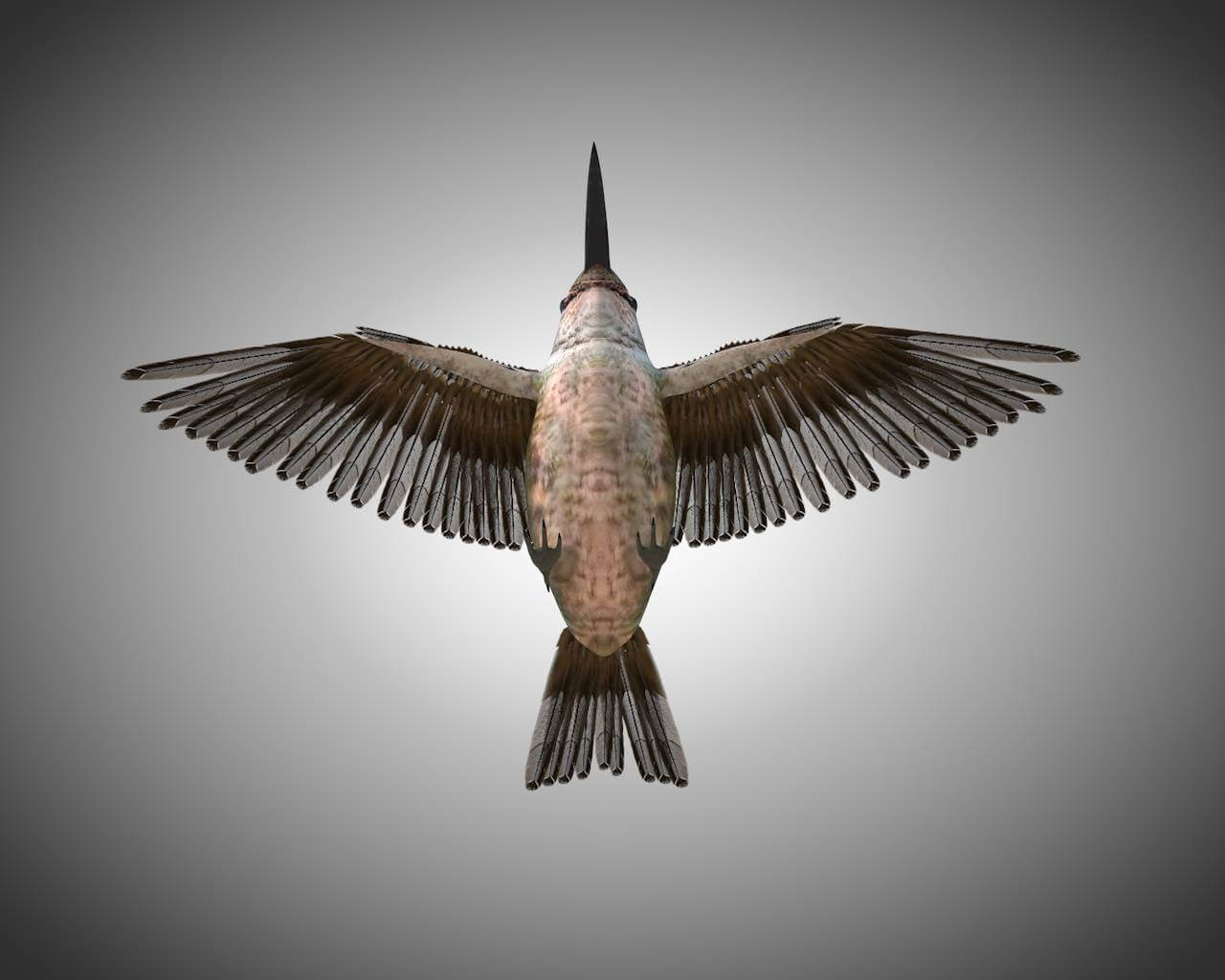 Hummingbird - 3D Model by 3dstudio