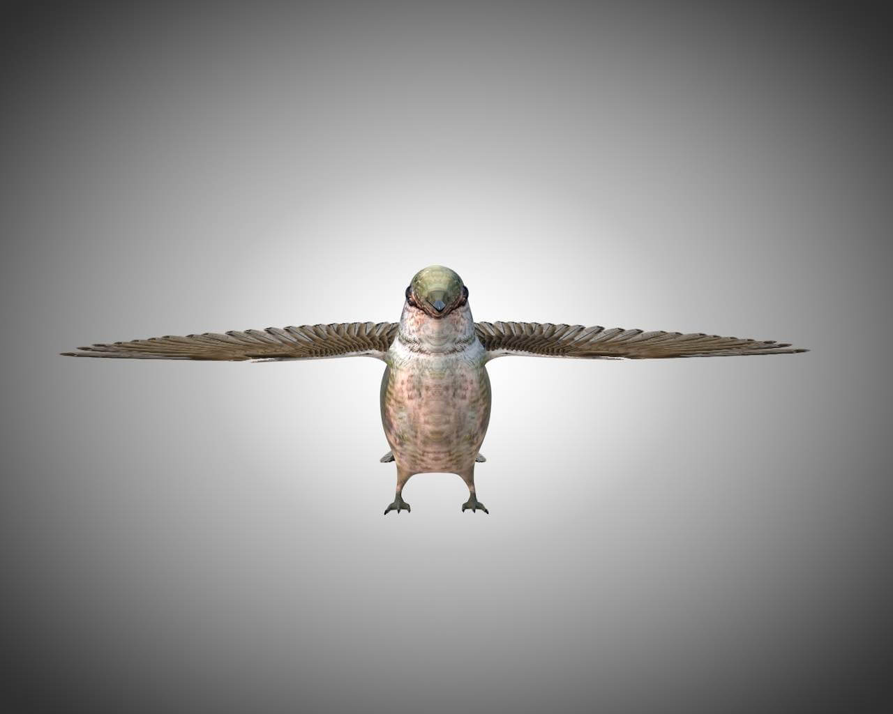 Hummingbird - 3D Model by 3dstudio