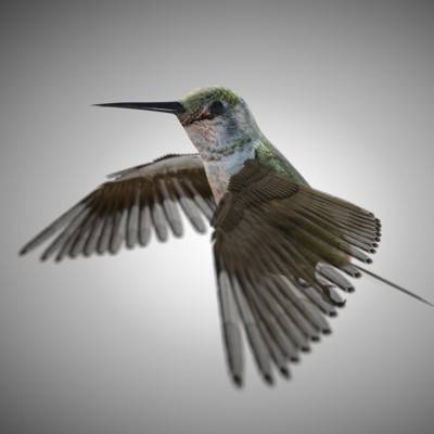 Hummingbird - 3D Model by 3dstudio
