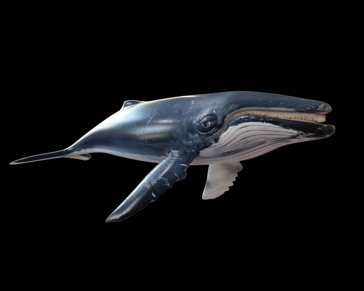 Humpback Whale - 3D Model by 3dstudio