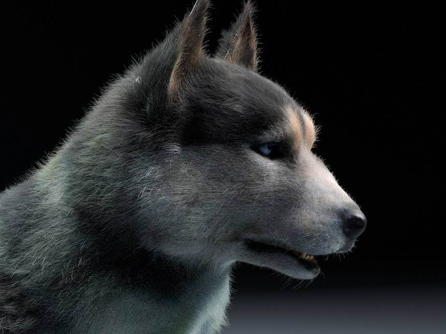 Husky with Fur - 3D Model by 3dstudio