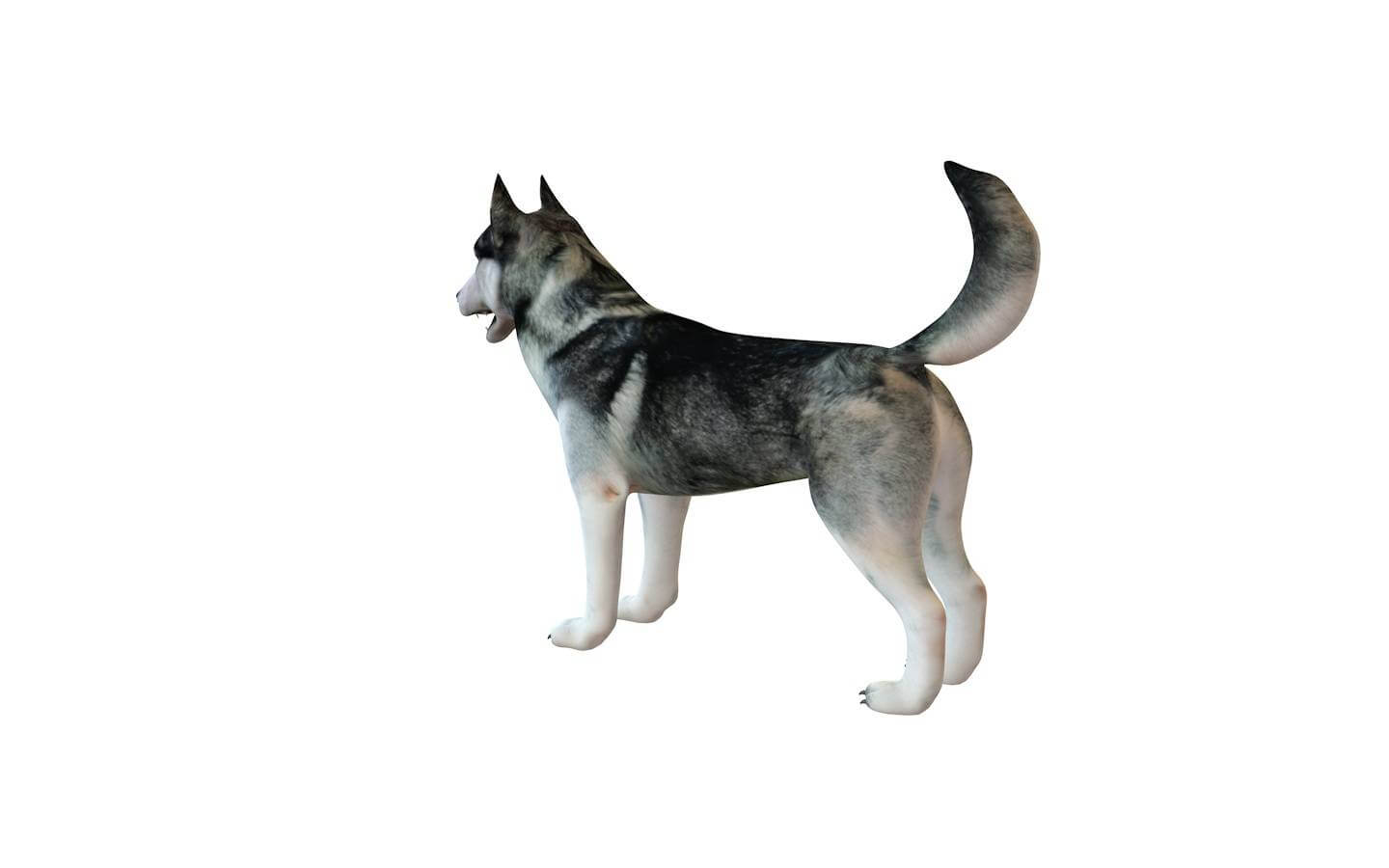 Husky - 3D Model by 3dstudio