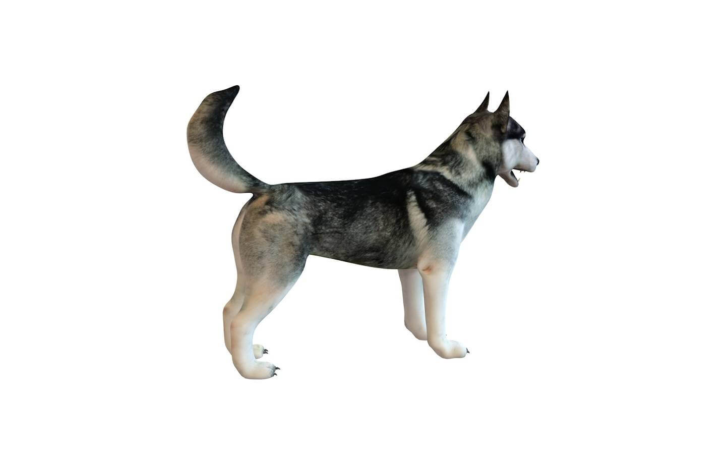 Husky - 3D Model by 3dstudio