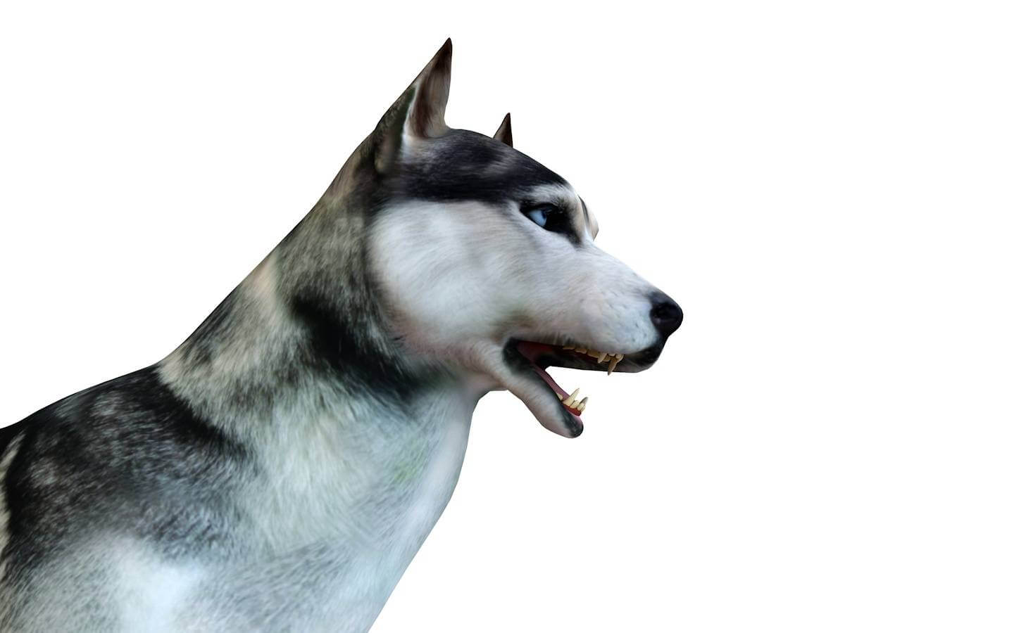 Husky - 3D Model by 3dstudio