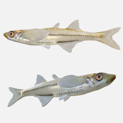 Inland Silverside Fish - 3D Model by 3dstudio