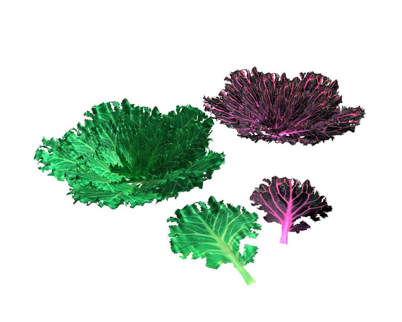 Kale - 3D Model by 3dstudio