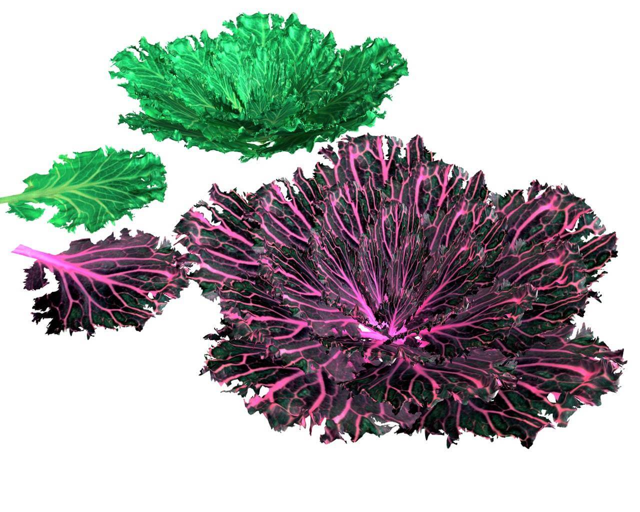 Kale - 3D Model by 3dstudio