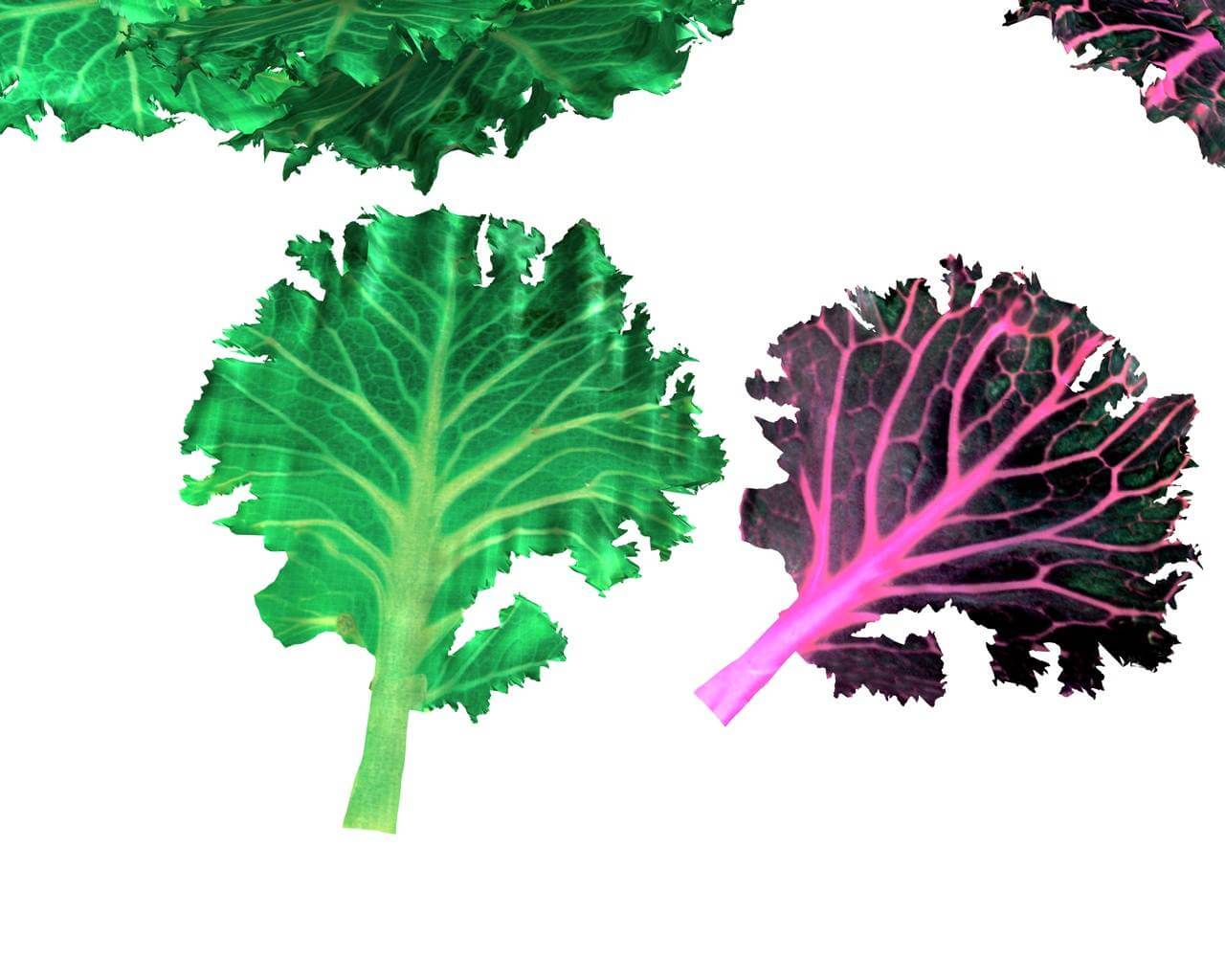 Kale - 3D Model by 3dstudio