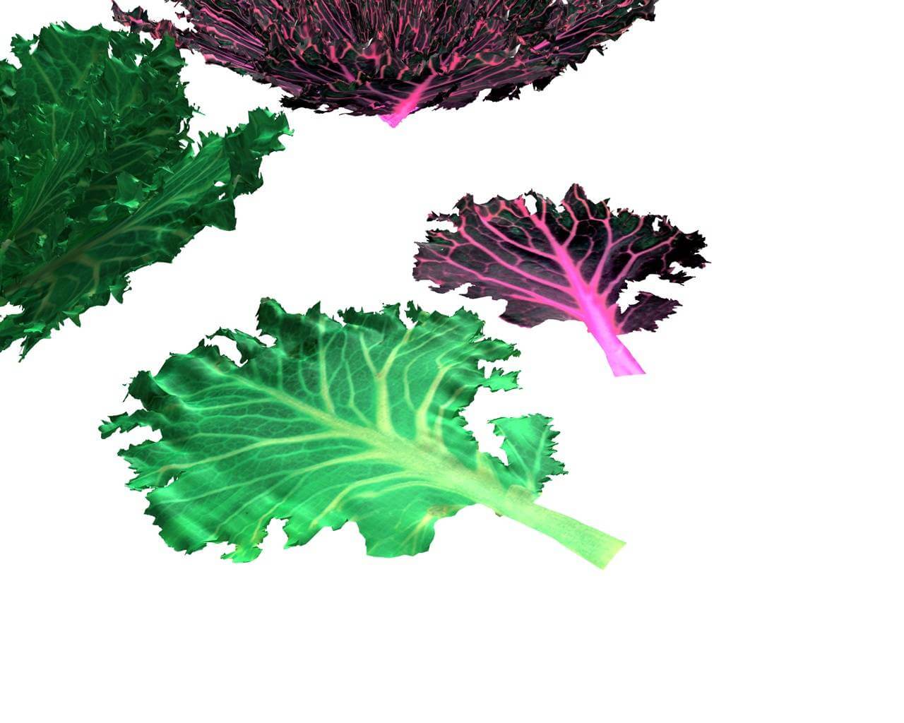 Kale - 3D Model by 3dstudio