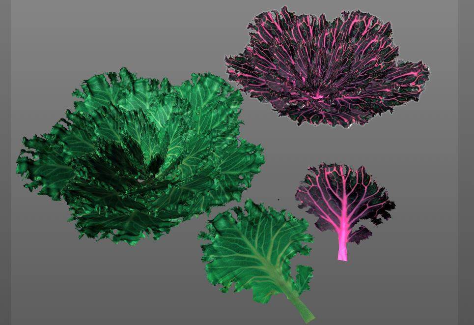 Kale - 3D Model by 3dstudio