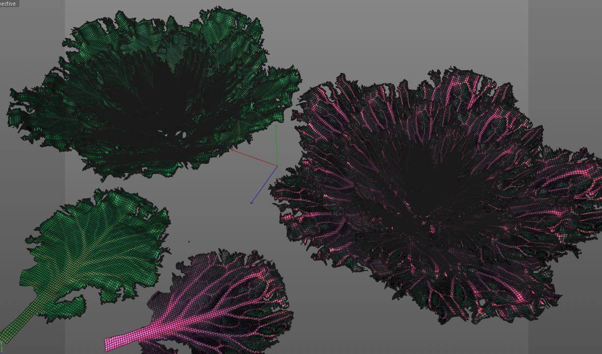 Kale - 3D Model by 3dstudio