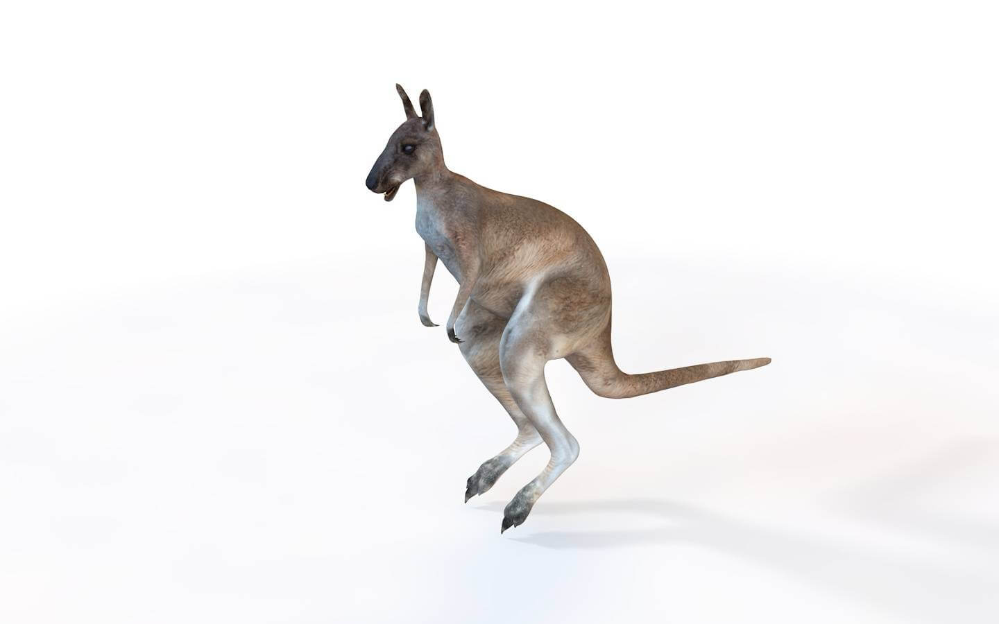 Kangaroo - 3D Model by 3dstudio