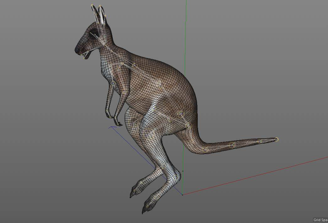 Kangaroo - 3D Model by 3dstudio