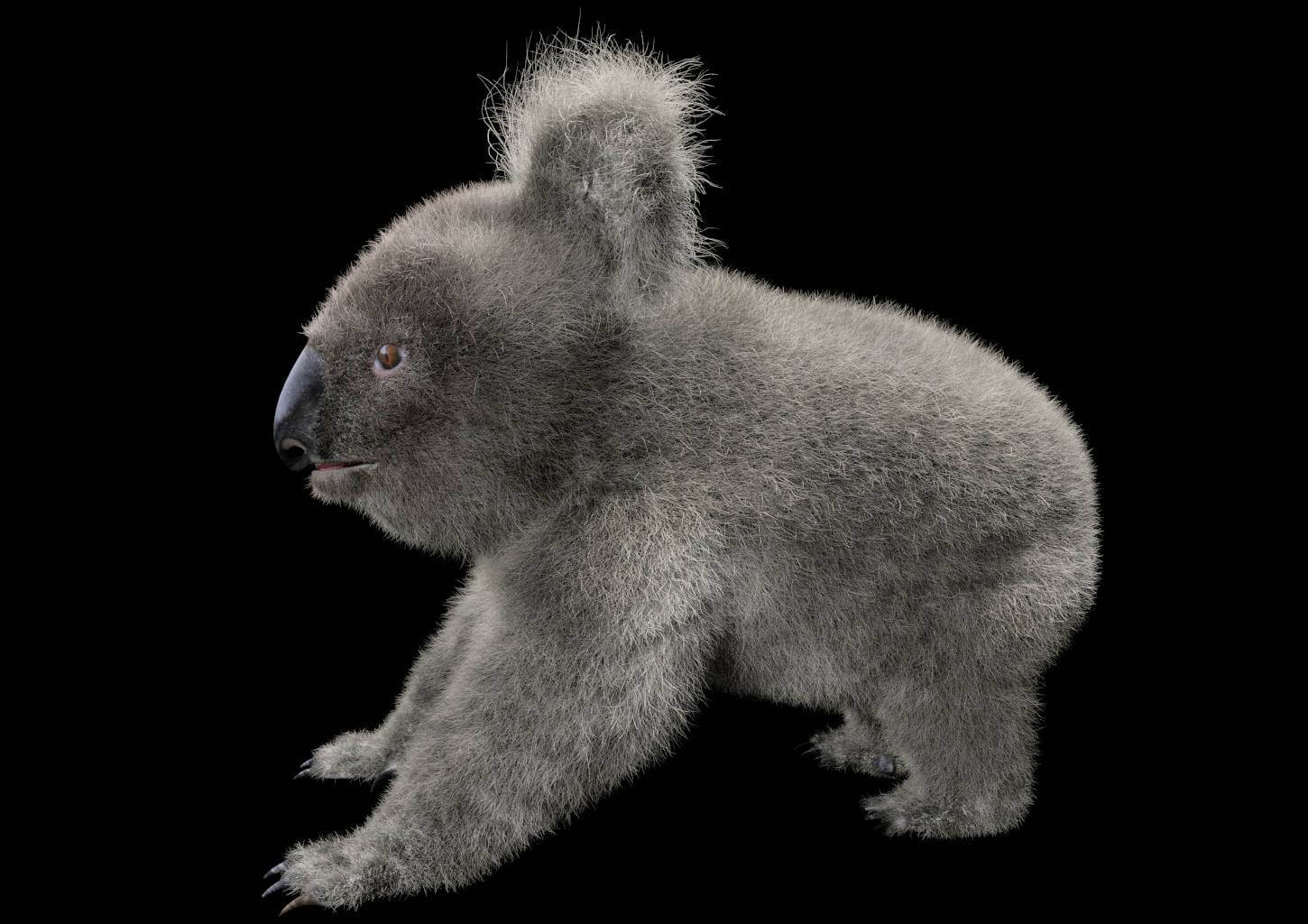 Koala with Fur - 3D Model by 3dstudio