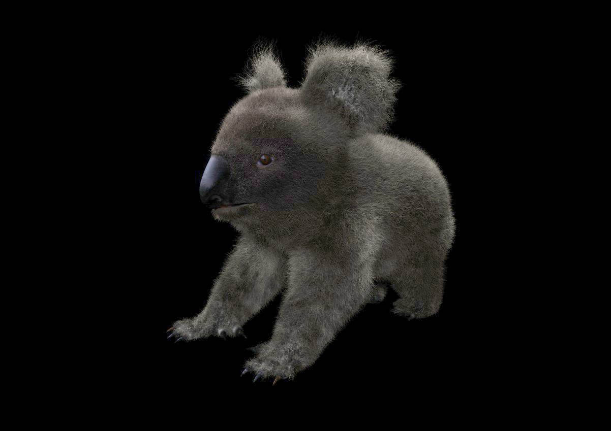 Koala with Fur - 3D Model by 3dstudio