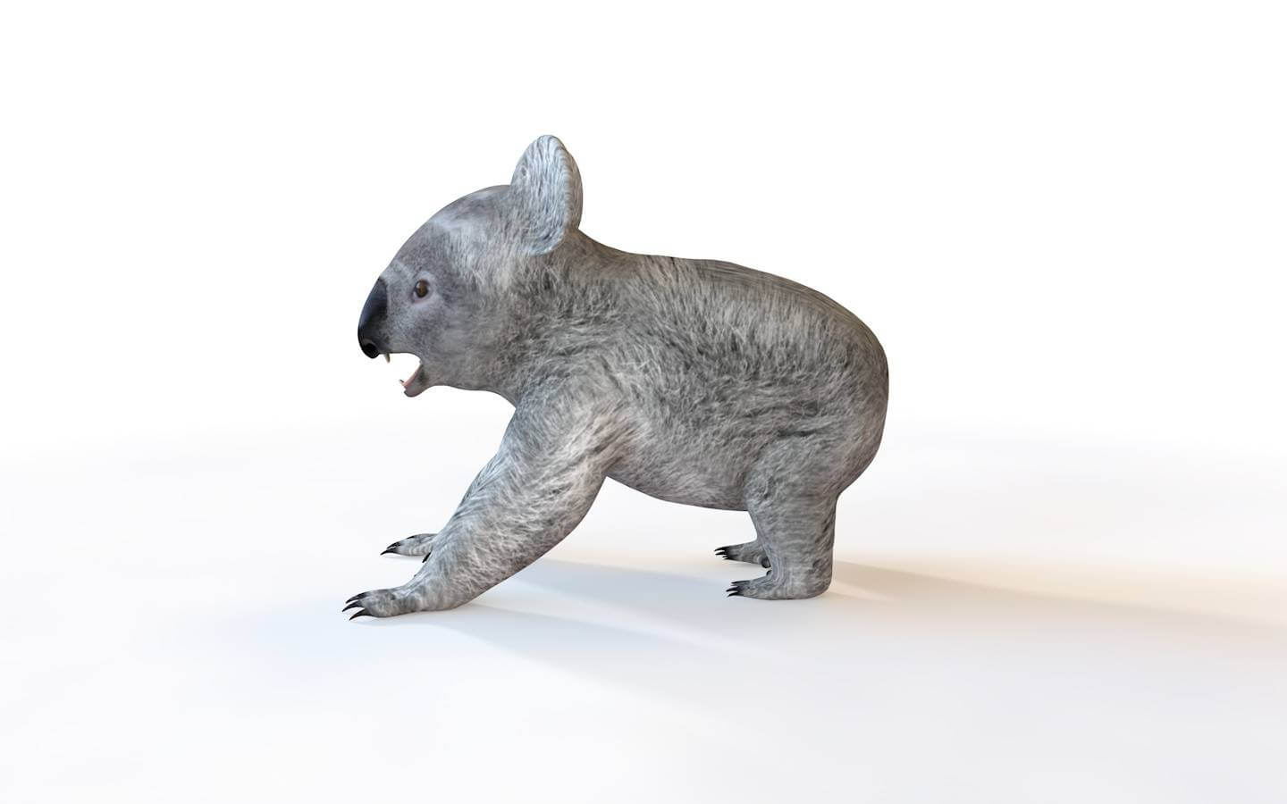 Koala - 3D Model by 3dstudio