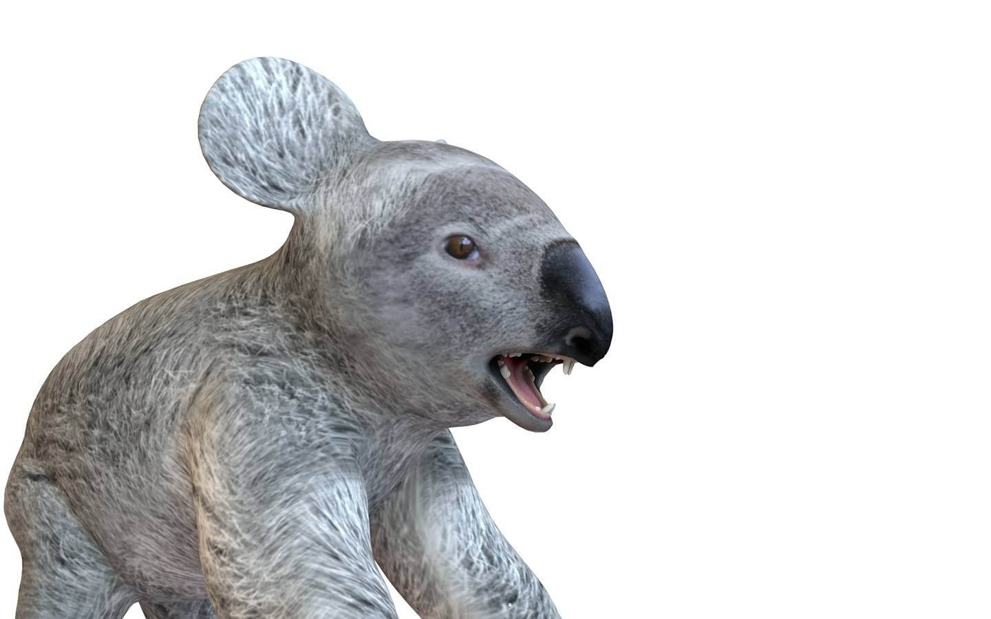 Koala - 3D Model by 3dstudio