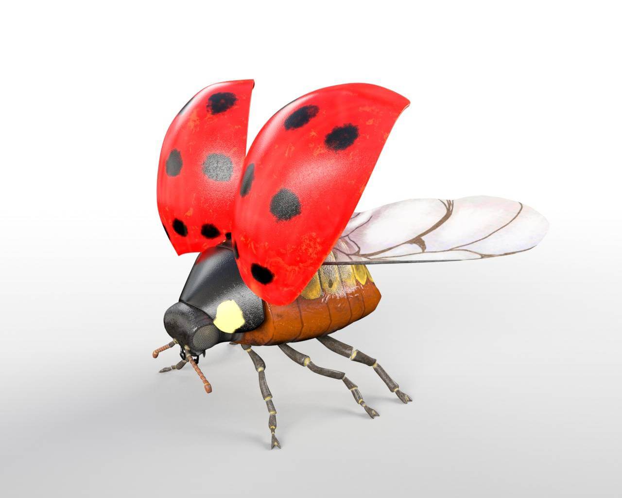 Ladybug - 3D Model by 3dstudio