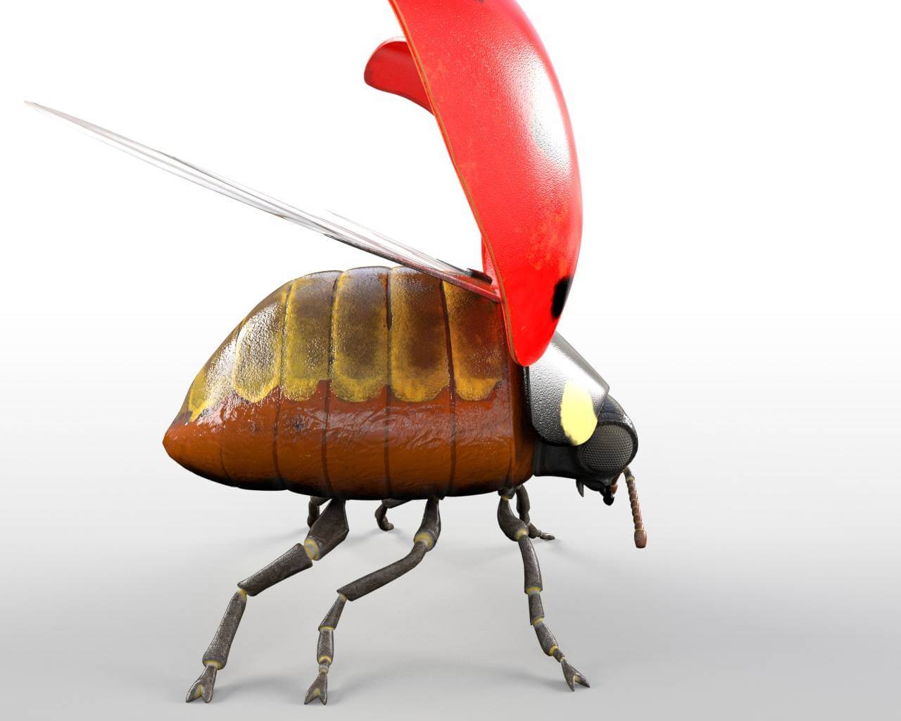 Ladybug - 3D Model by 3dstudio